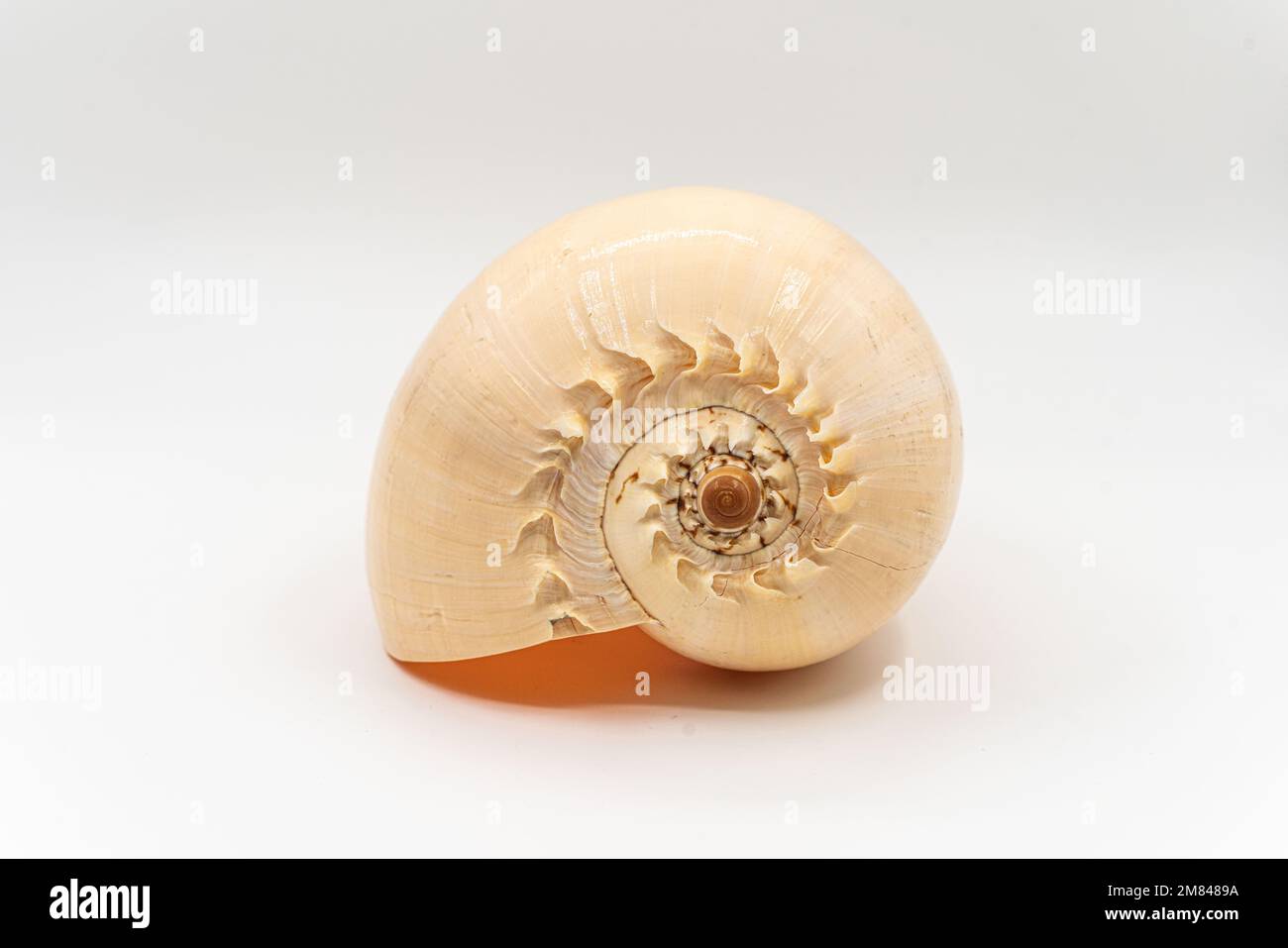 Nautilus shell section isolated on white background. High quality photo ...