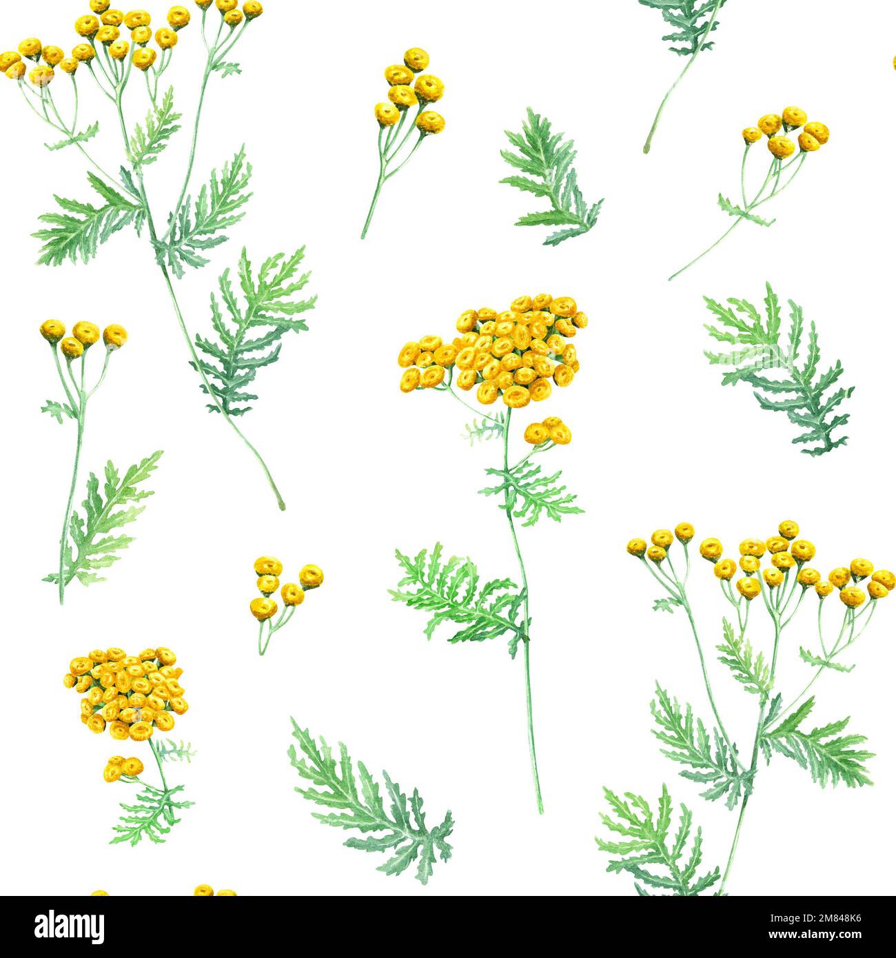 Seamlesss pattern with herb Common Tansy, Tanacetum vulgare. Watercolor ...