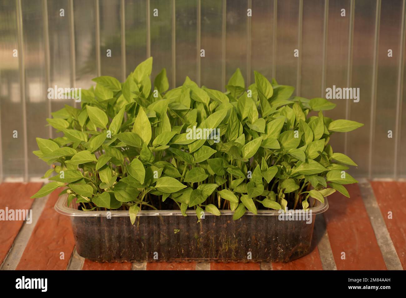 Boxes with earth and seedlings close-up, tomato farming Stock Photo - Alamy
