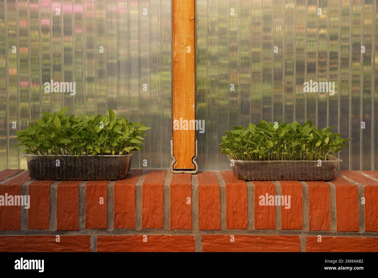 Two forms with green plants, a wooden pillar in the middle, eco ...