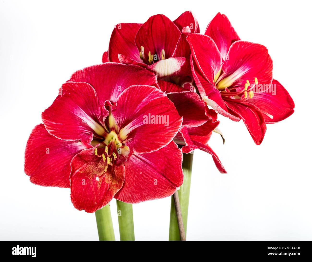 'Magical Touch' Hippeastrum, Amaryllis (Hippeastrum x hortorum Stock ...