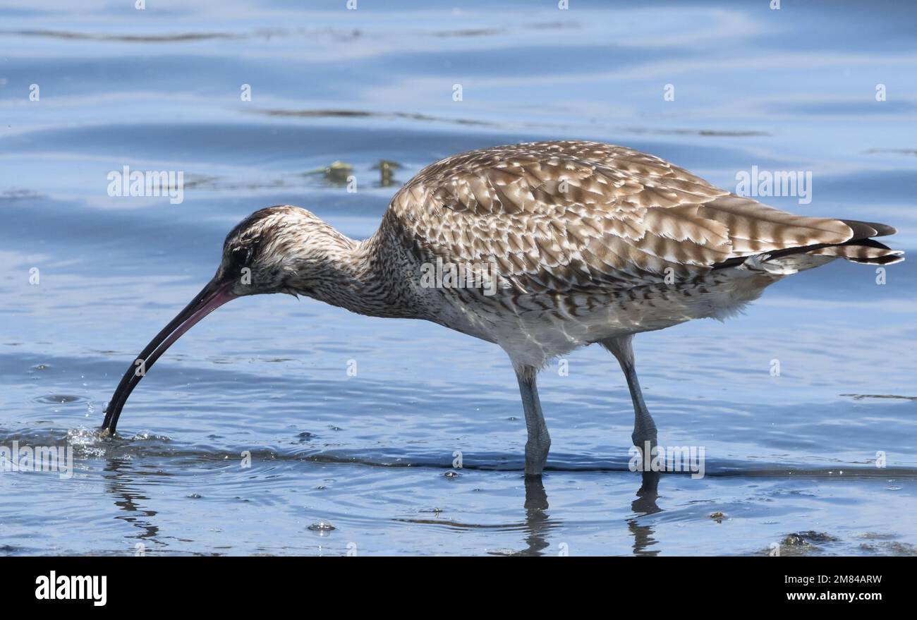 A hudsonian whimbrel (Numenius hudsonicus) searching for invertebrates ...