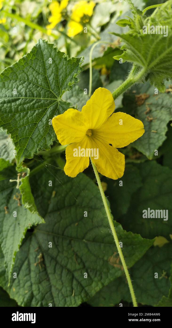 Small cucumber with yellow flower and tendrils close-up on the garden ...