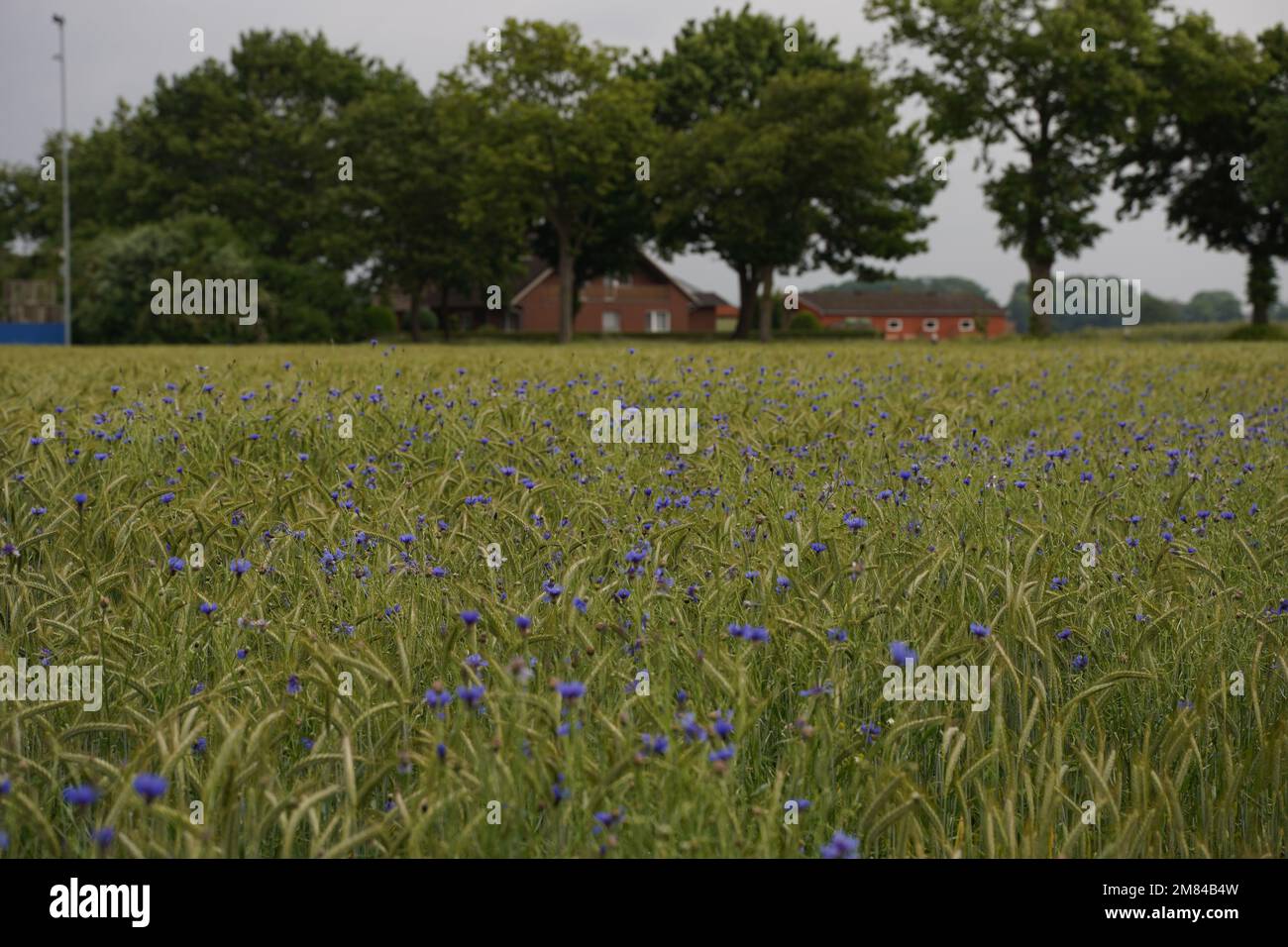 Cornflower field, a rural field with blue flowers Stock Photo - Alamy