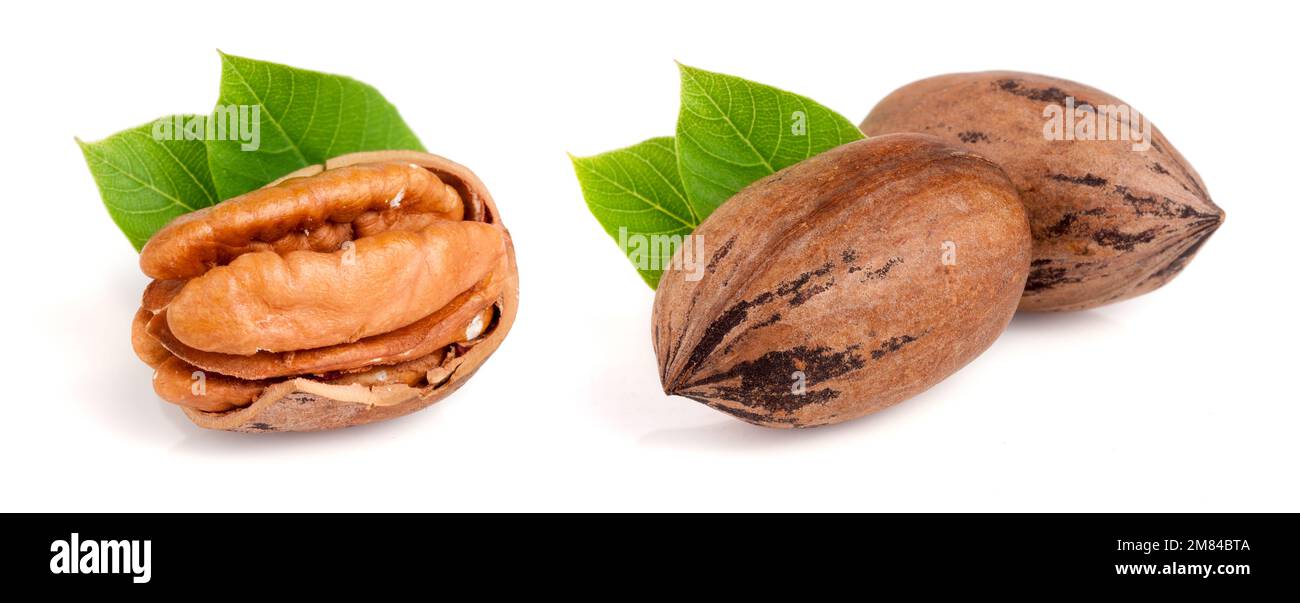 one pecan with leaves isolated on white background Stock Photo - Alamy
