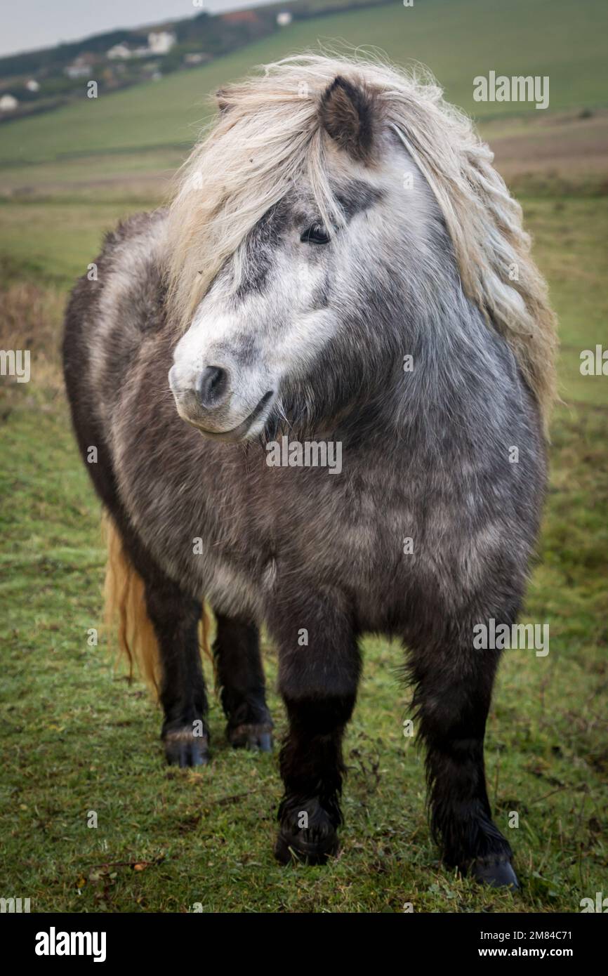 A wild pony in the Sussex countryside Stock Photo - Alamy