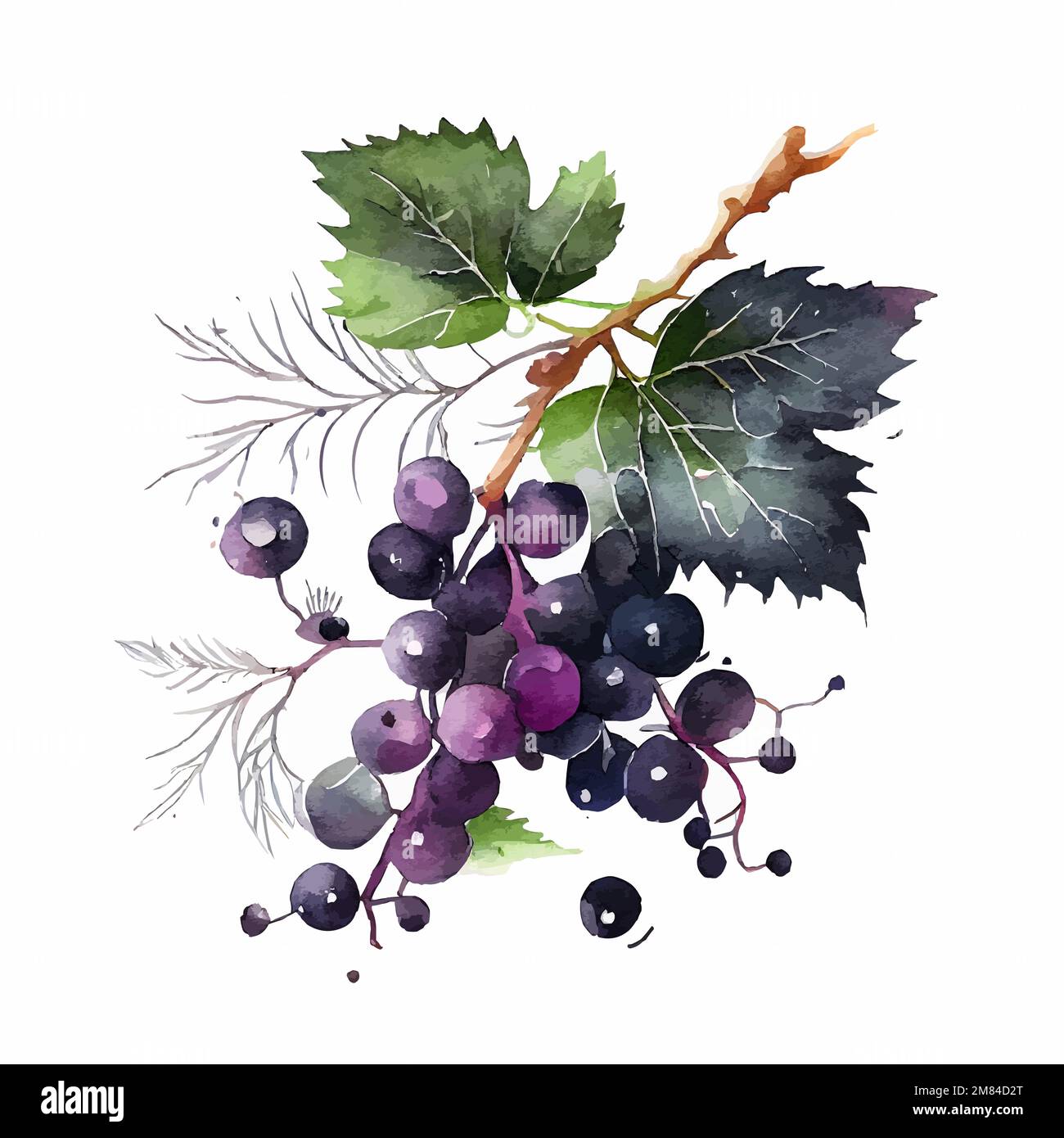 Cute Watercolor Branch of Black Currant Stock Vector Image & Art - Alamy