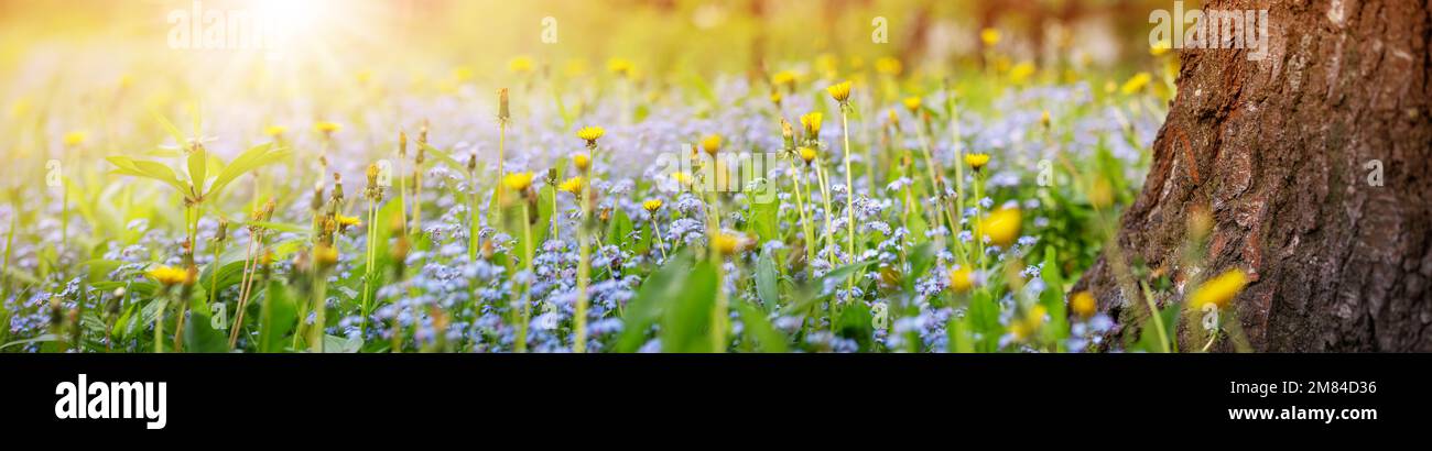 Blossoming spring flowers in the spring natural park Stock Photo - Alamy
