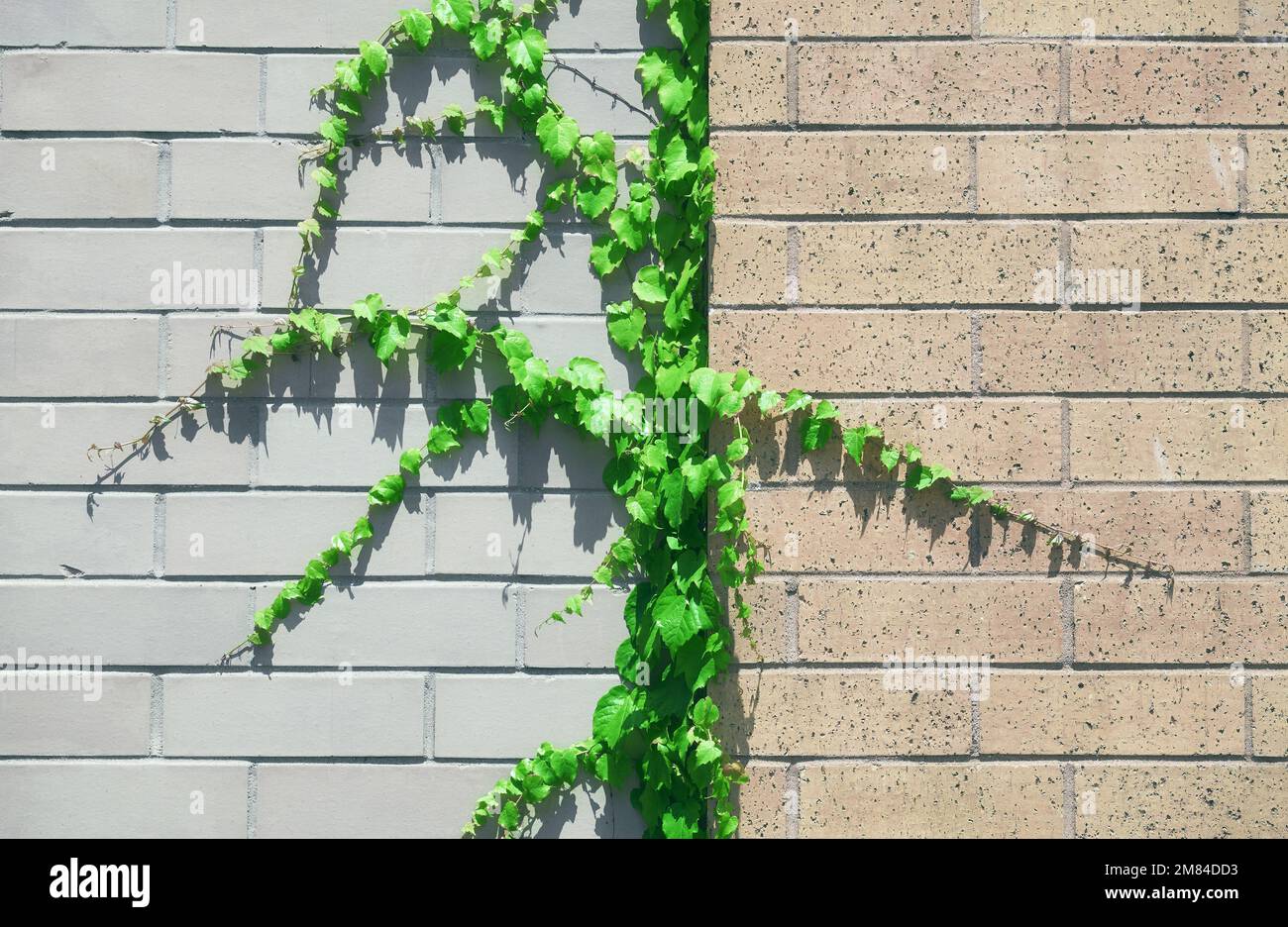 Brick wall with green vine creeper background, color toning applied ...