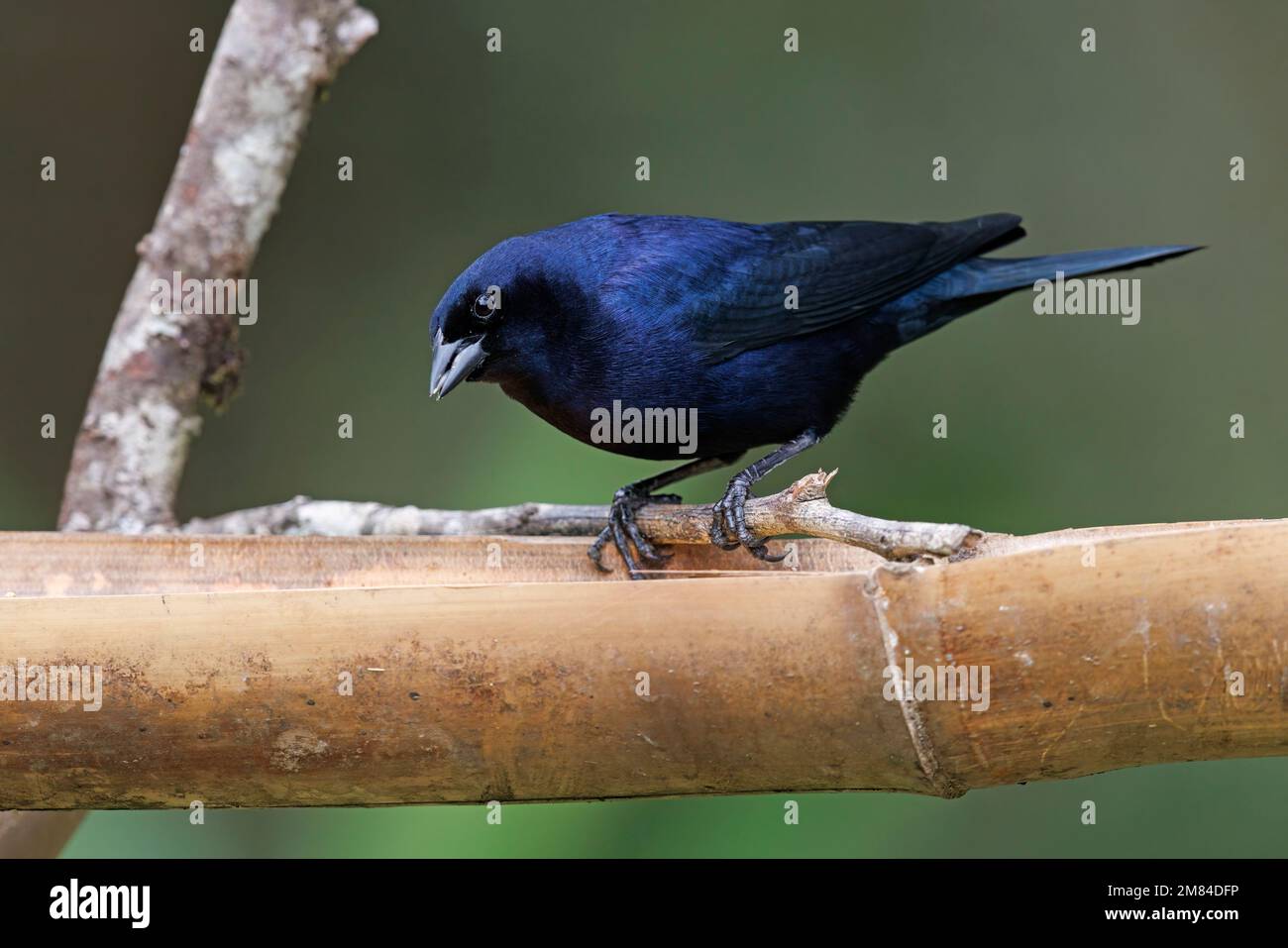 Shiny Cowbird, Sito Macuquinho, Salesopolis, SP, Brazil, August 2022 ...