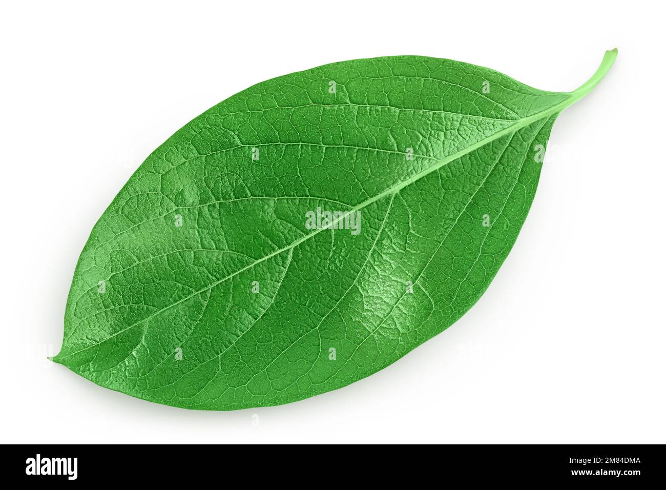 leaf of persimmon fruit isolated on white background with full depth of ...