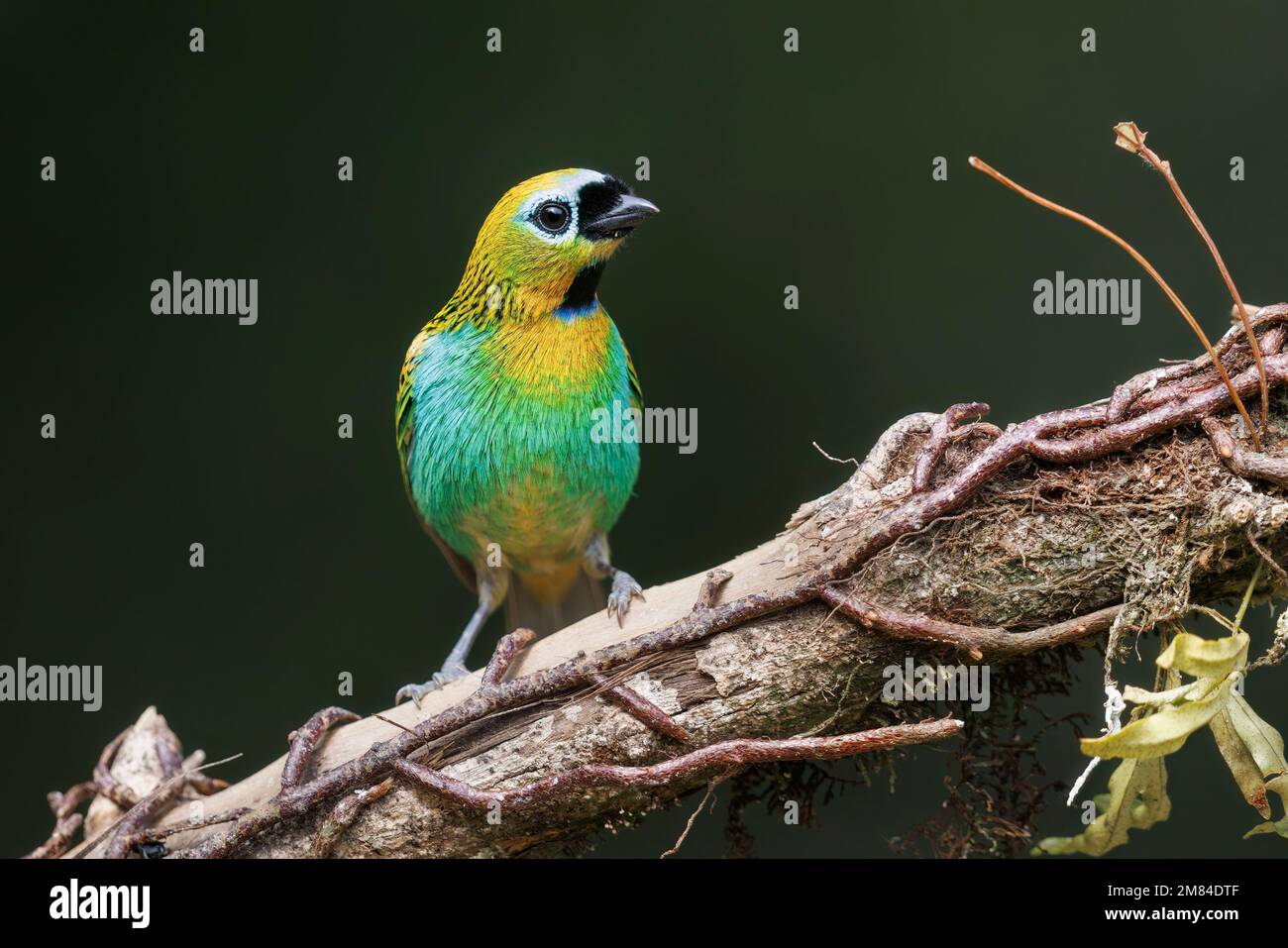 Brassy-breasted Tanager, Sitio Macuquinho, Salesopolis, SP, Brazil ...