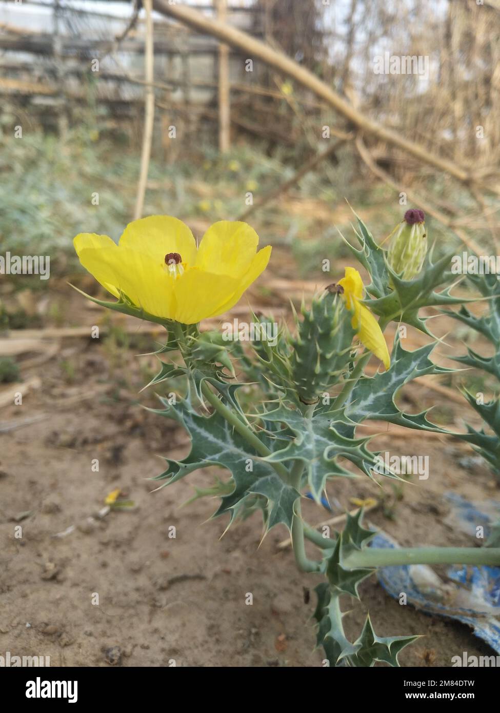 A throny plant known as "mexican prickly poppy" used for it's medical ...