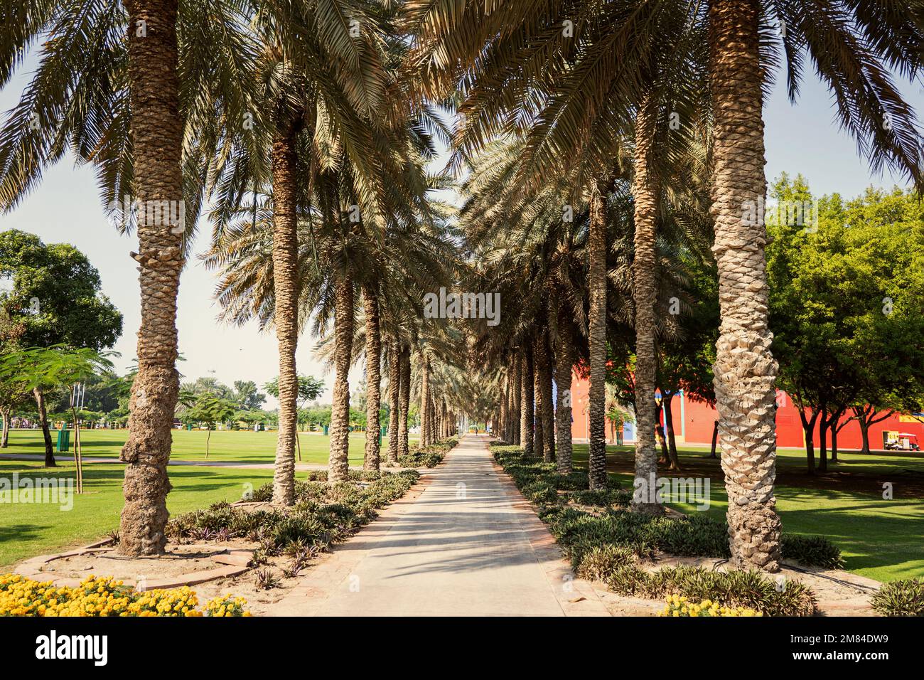 Beautiful park alley with green palm trees in the summer season ...