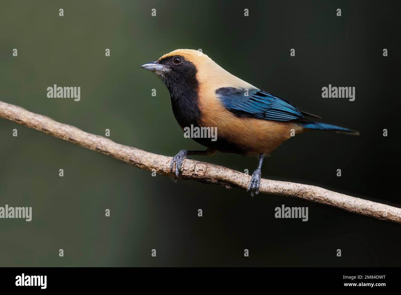 Buff-burnished Tanager, Salesopolis, SP, Brazil, August 2022 Stock ...
