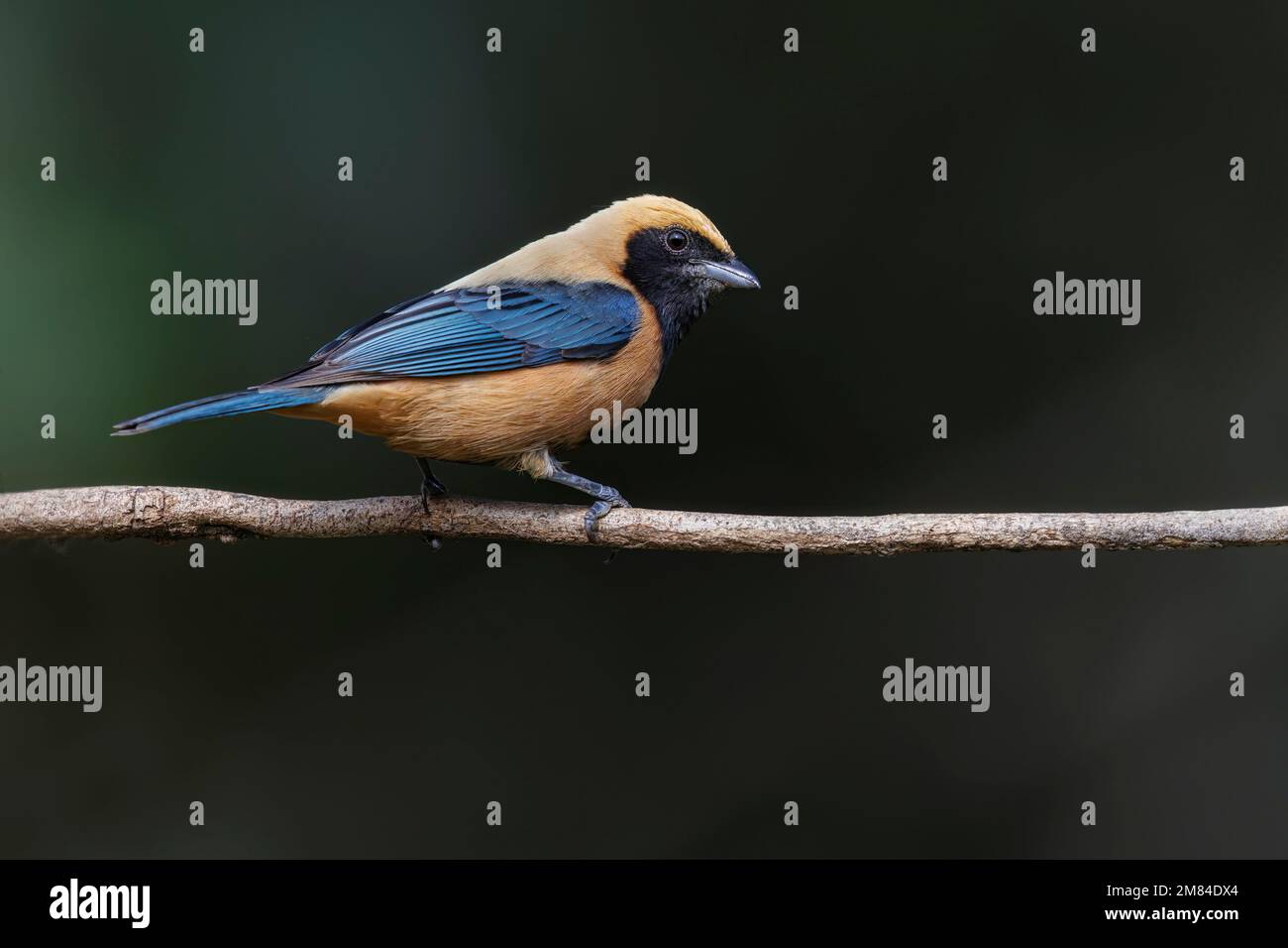 Buff-burnished Tanager, Salesopolis, SP, Brazil, August 2022 Stock ...