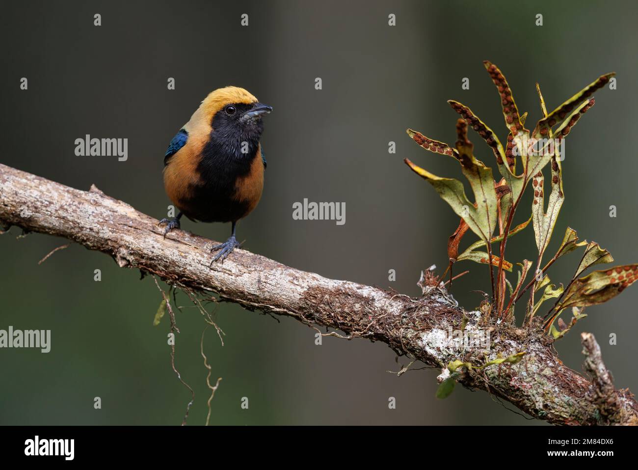 Buff-burnished Tanager, Salesopolis, SP, Brazil, August 2022 Stock ...