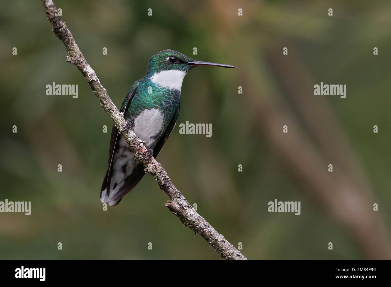 White-throated Hummingbird, Sitio Macuquinho, SP, Brazil, August 2022 ...