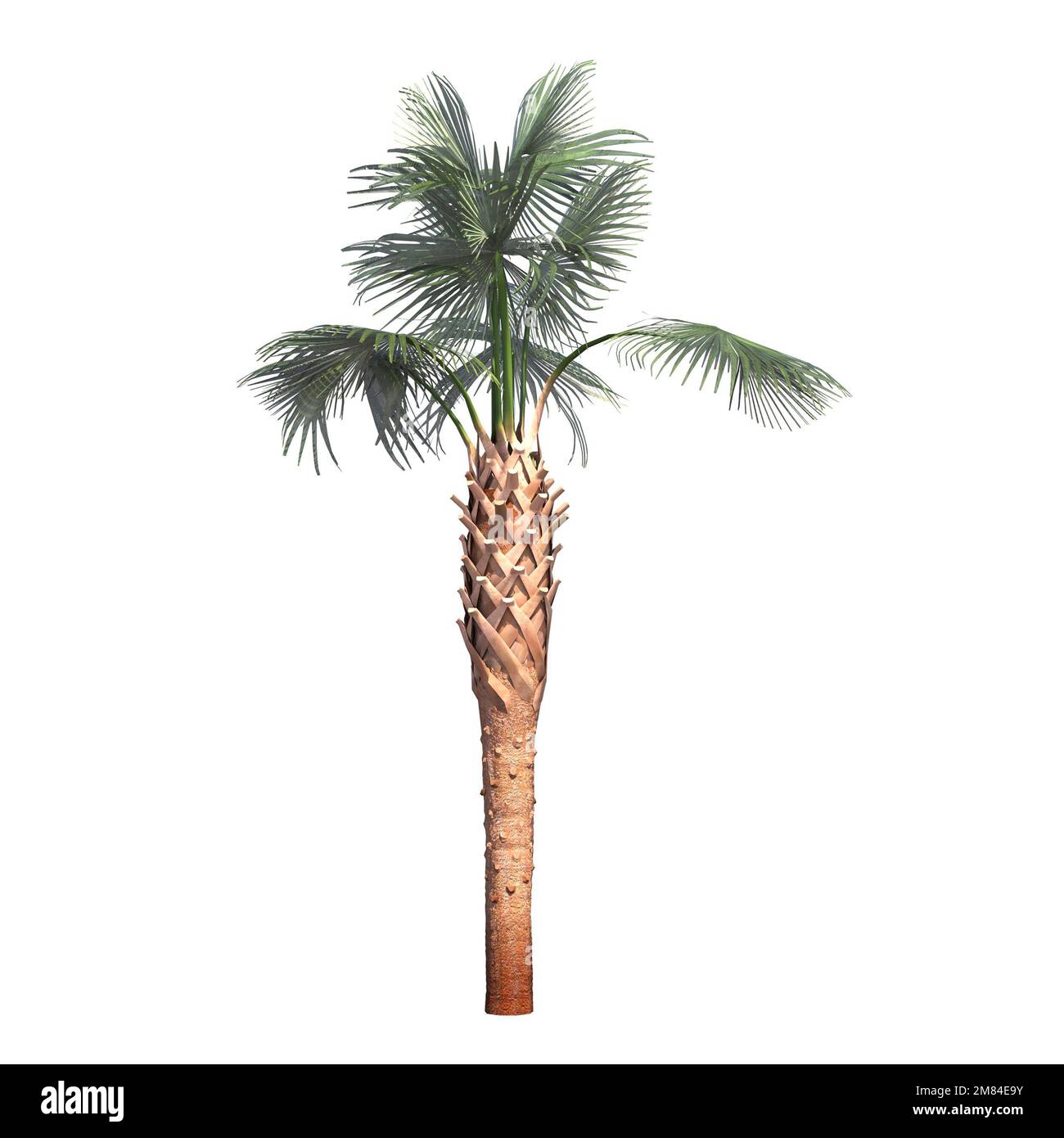 big tree, isolated on white background, 3D illustration, cg render ...