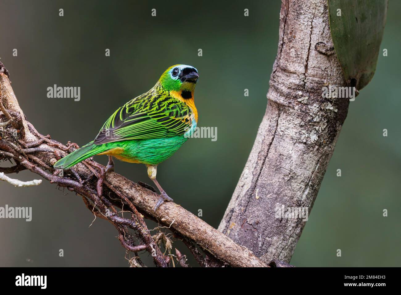 Brassy-breasted Tanager, Sitio Macuquinho, Salesopolis, SP, Brazil ...