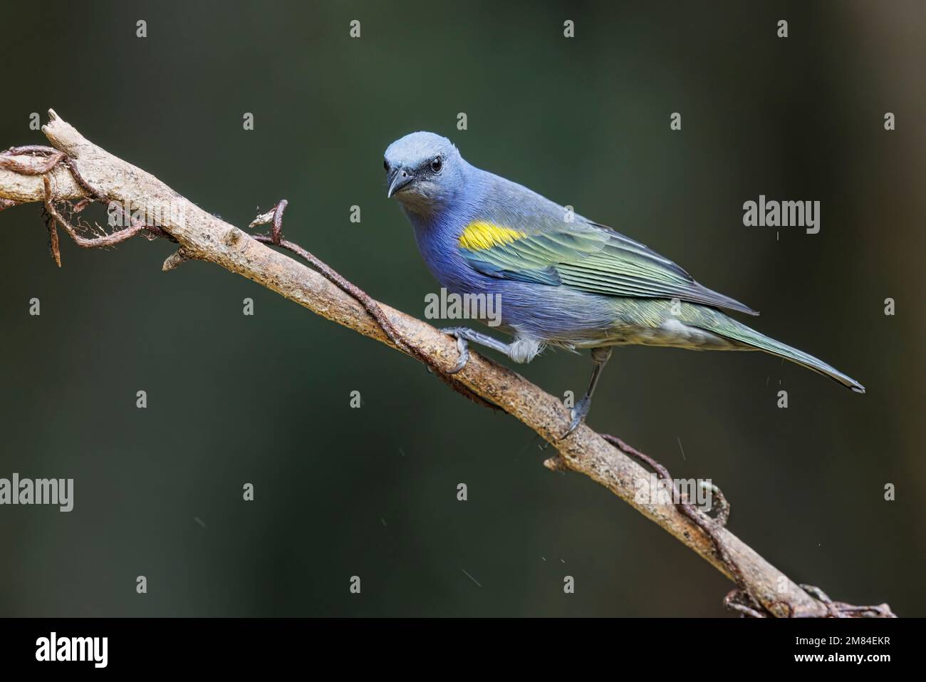 Golden-chevroned Tanager, Sitio Macuquinho, Salesopolis, SP, Brazil ...