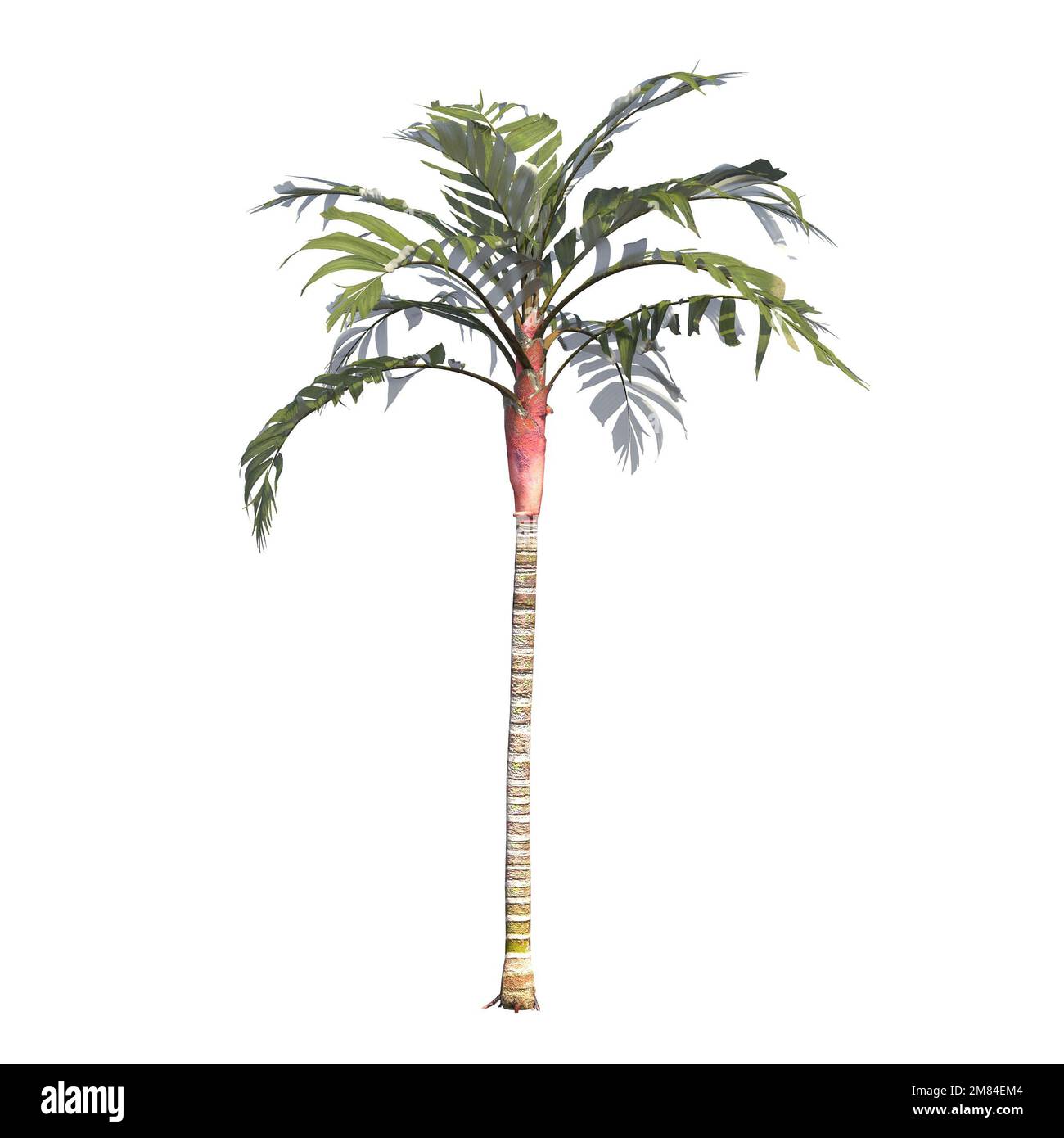 big tree, isolated on white background, 3D illustration, cg render ...