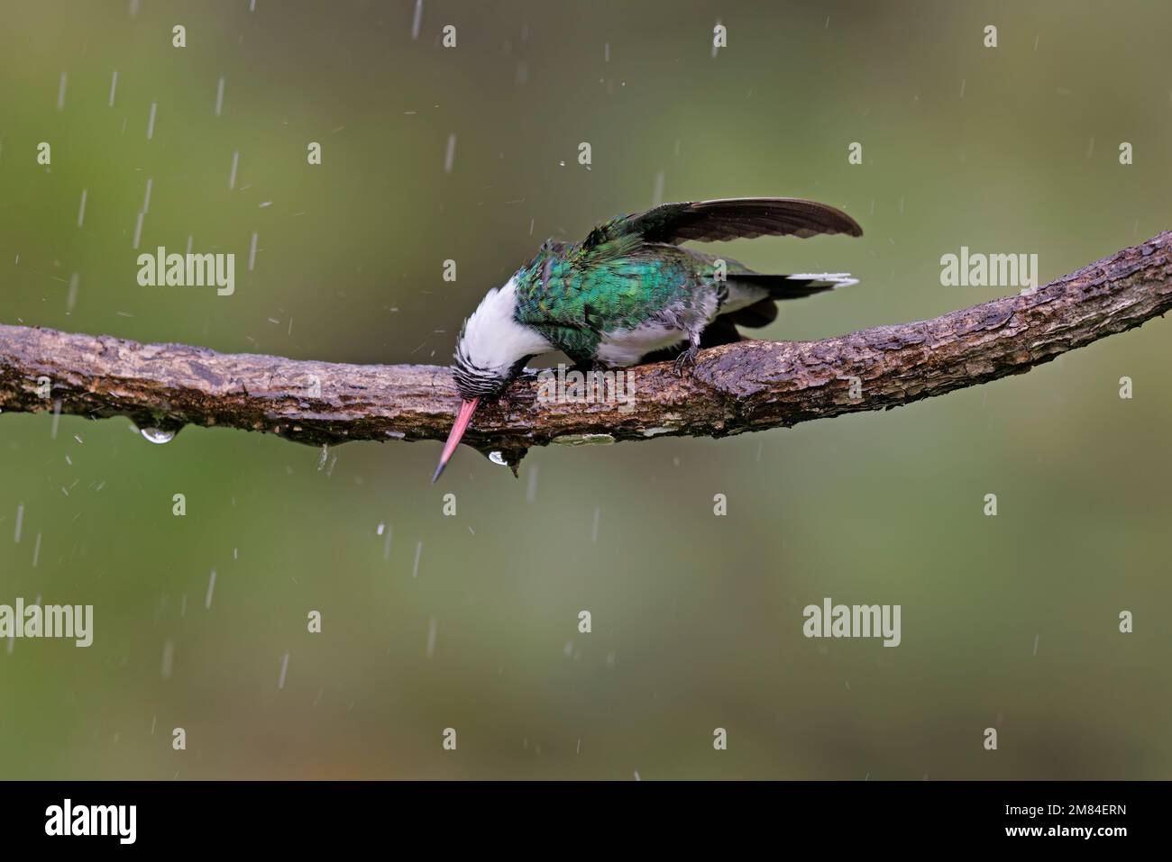 Leicochloris albicollis hi-res stock photography and images - Alamy
