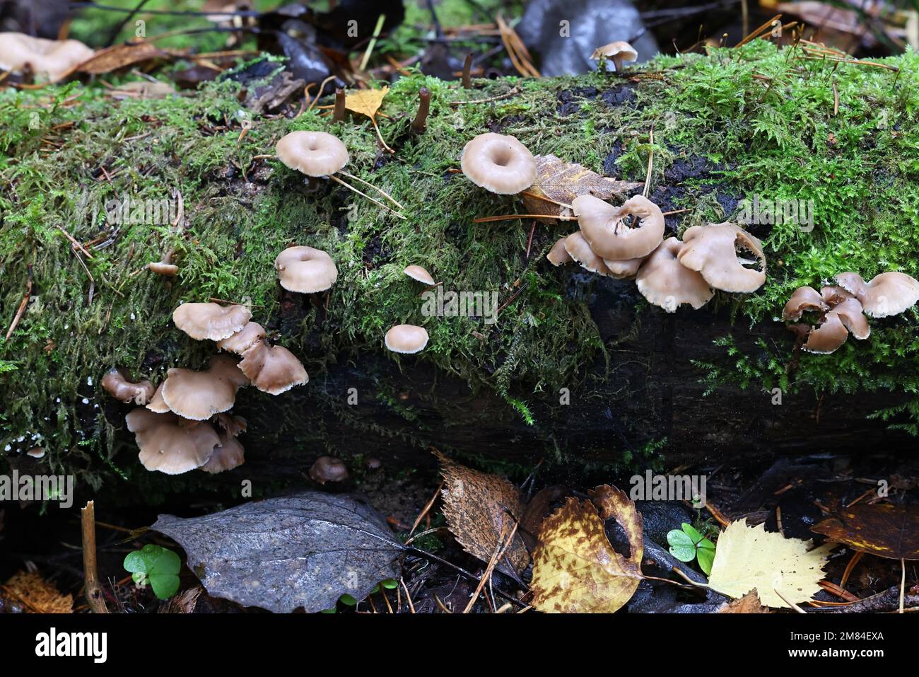 Lentinellus flabelliformis, commonly known as navel sawgill, wild ...