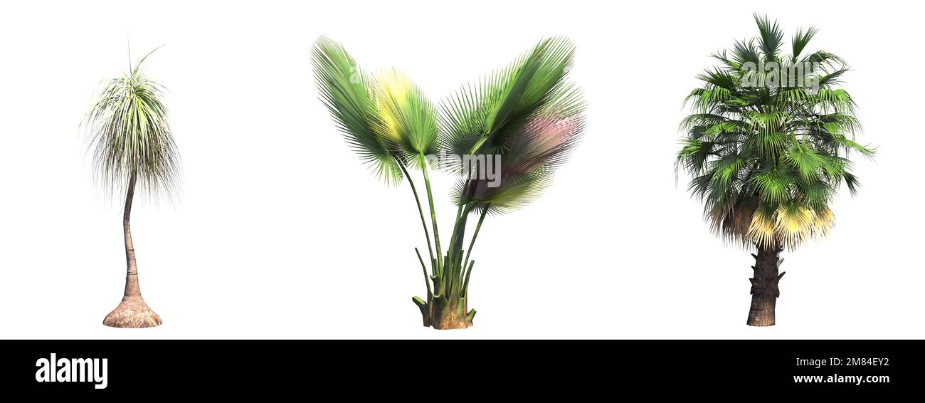 big tree, isolated on white background, 3D illustration, cg render ...