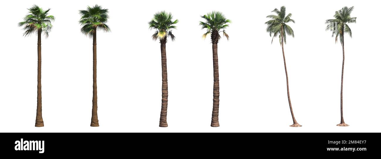 big tree, isolated on white background, 3D illustration, cg render ...