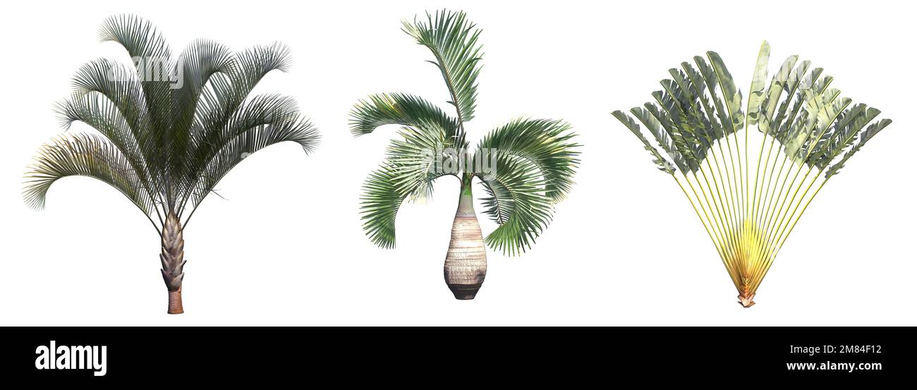 big tree, isolated on white background, 3D illustration, cg render ...