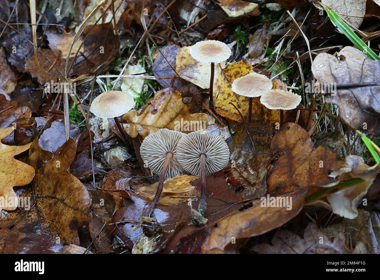 Tammenlehtinahikas hi-res stock photography and images - Alamy