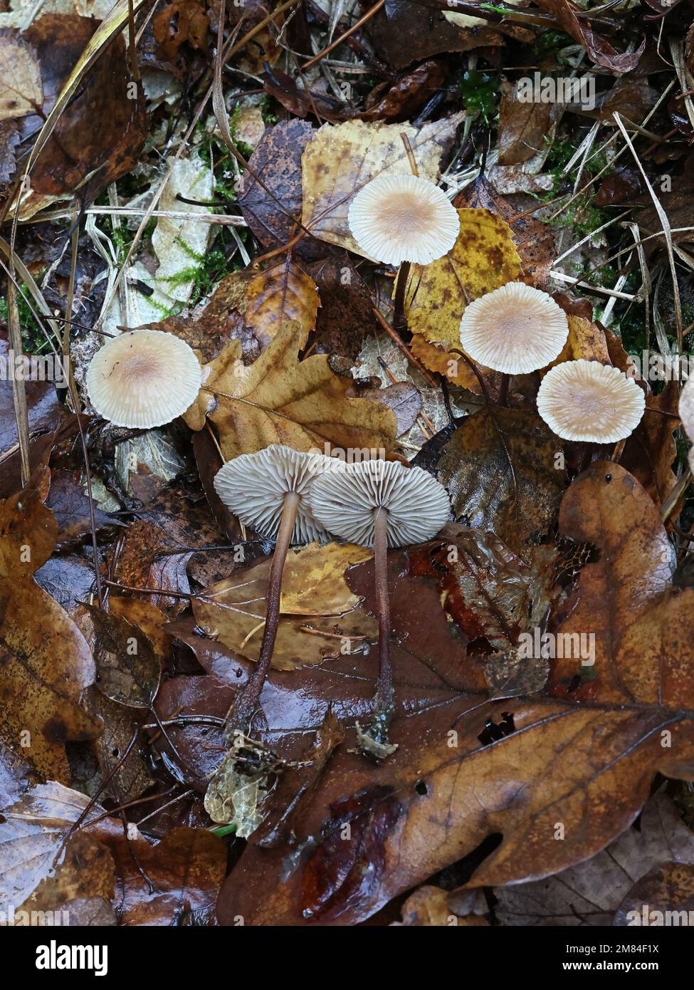 Mycetinis querceus, also called Marasmius prasiosmus, no common English ...