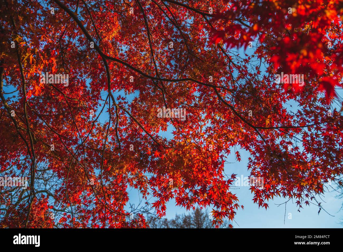 The beautiful autumn colors on the trees Stock Photo - Alamy