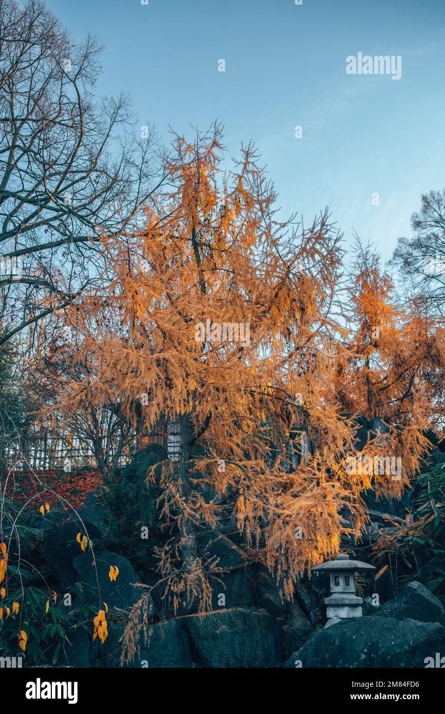 The beautiful autumn colors on the trees Stock Photo - Alamy