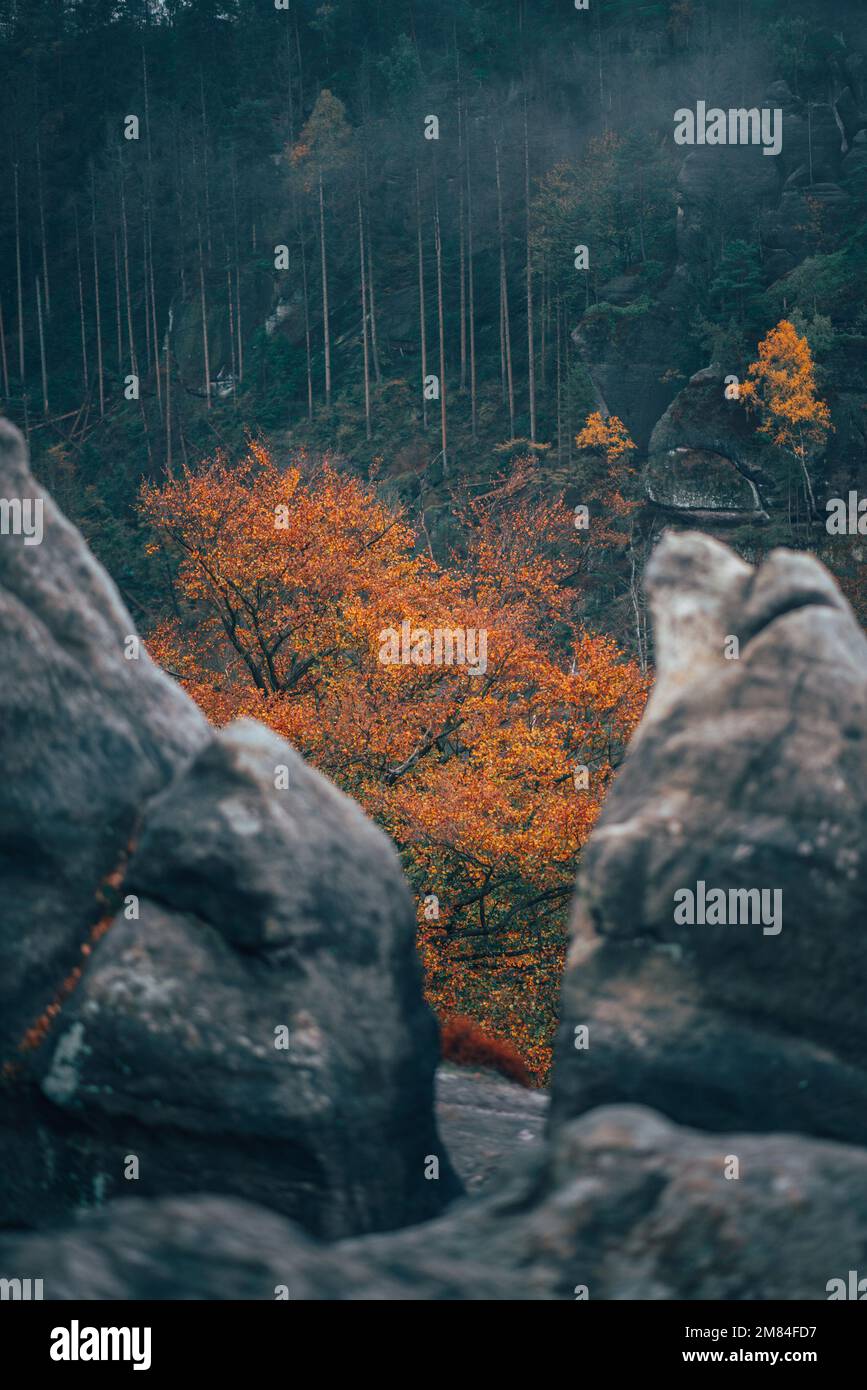 A vertical shot of a forest in autumn Stock Photo - Alamy
