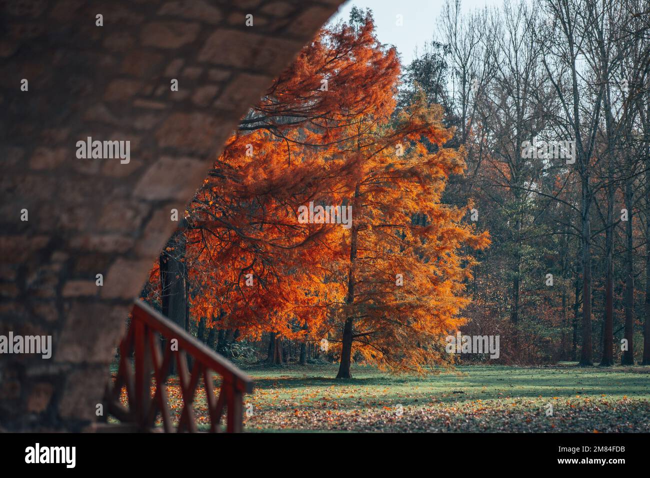The beautiful autumn colors on the trees Stock Photo - Alamy