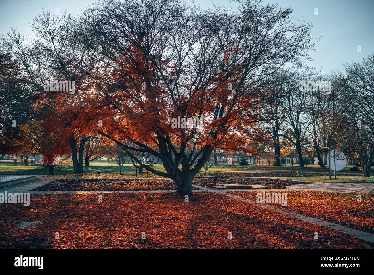 The beautiful autumn colors on the trees Stock Photo - Alamy