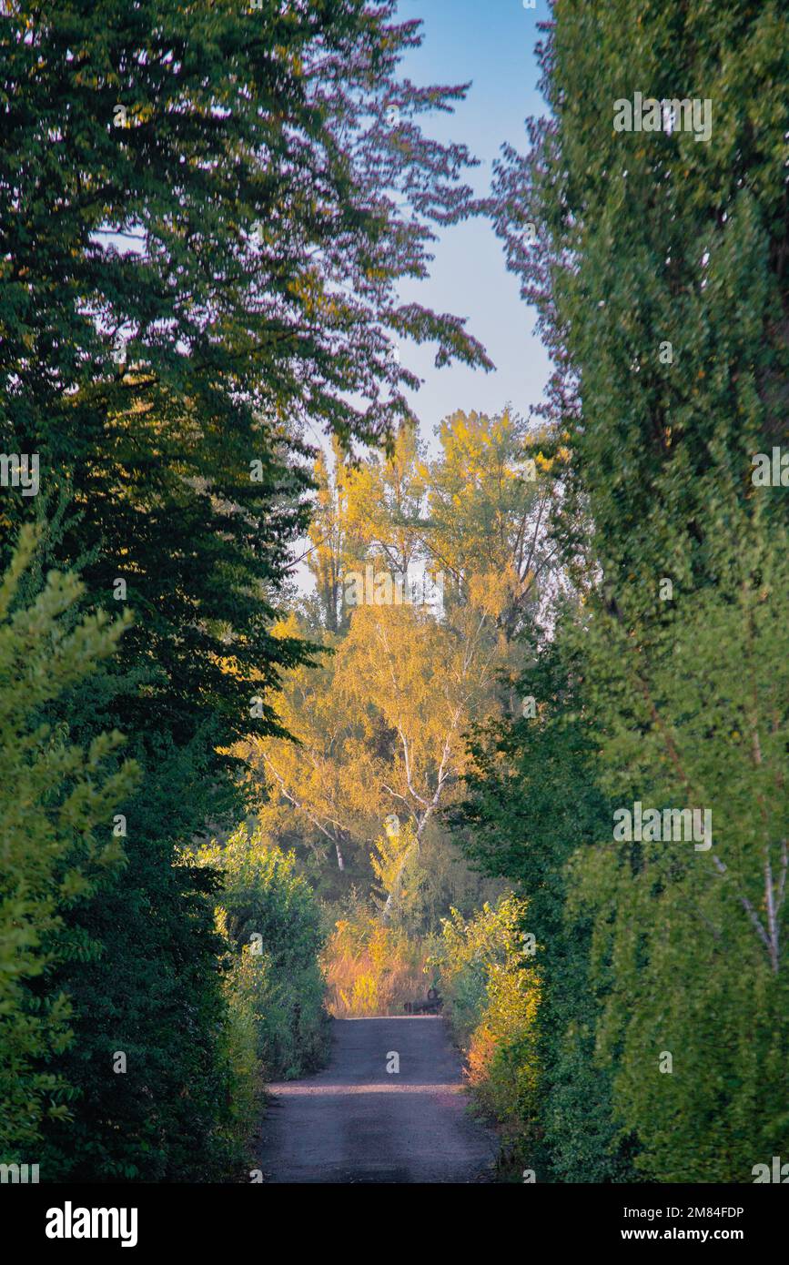 The beautiful autumn colors on the trees Stock Photo - Alamy