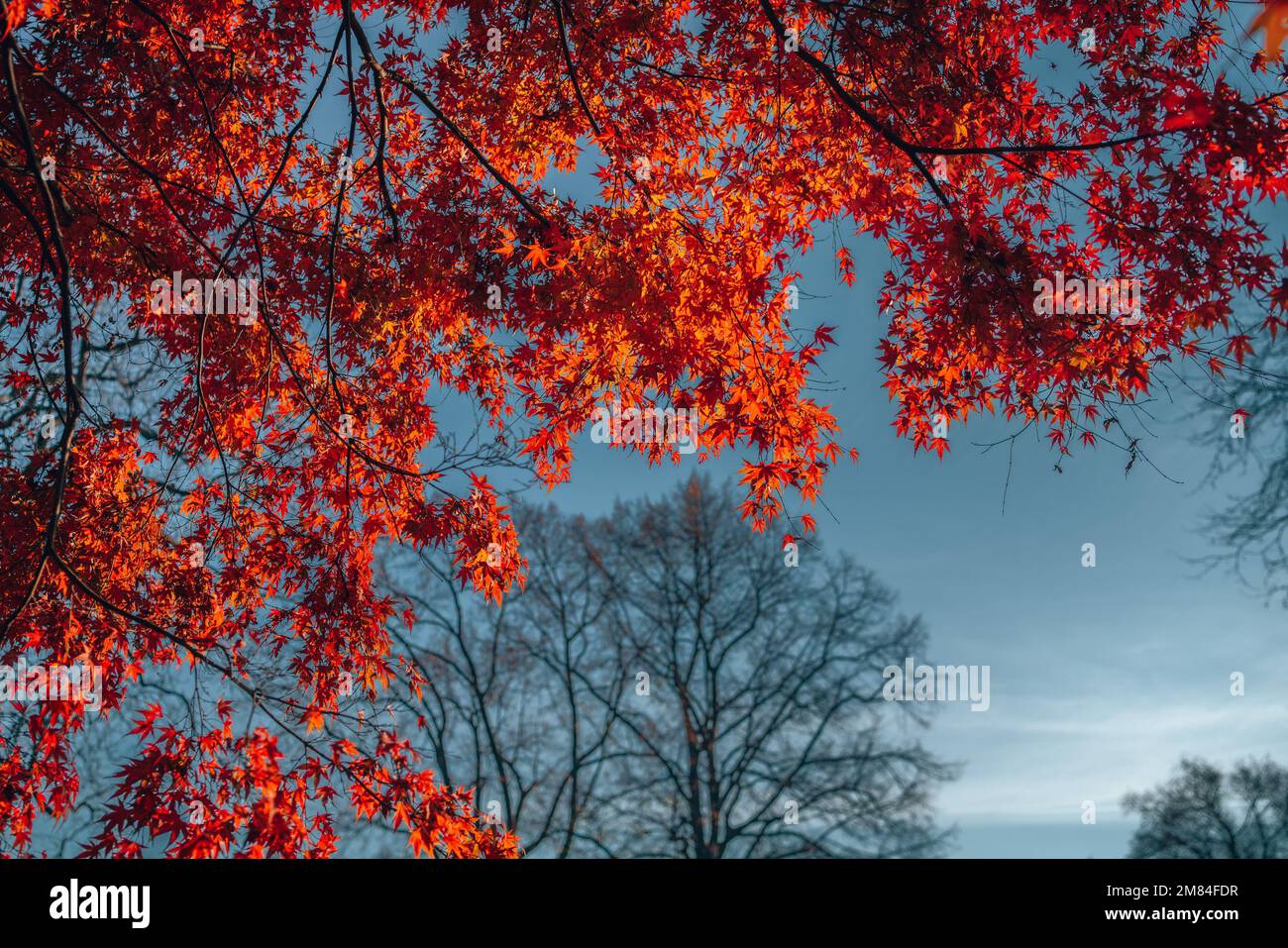 The beautiful autumn colors on the trees Stock Photo - Alamy