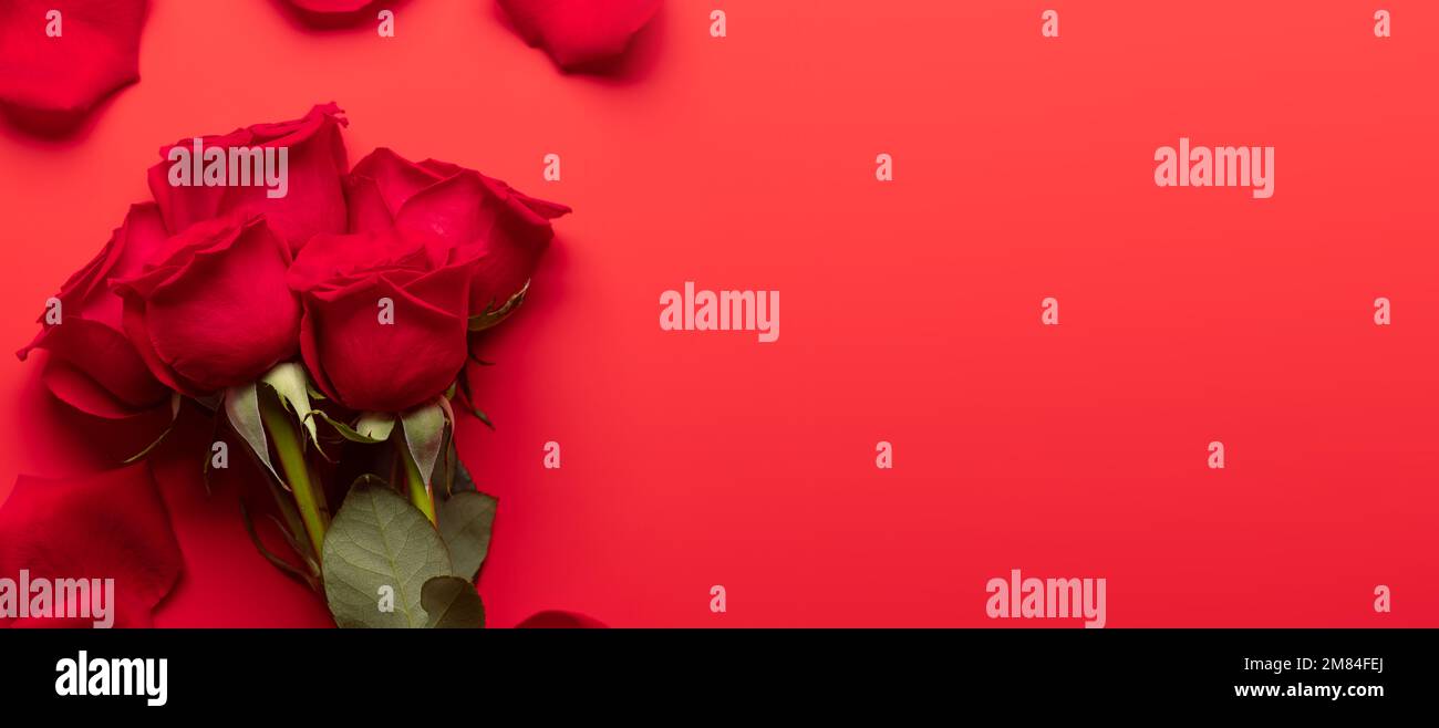 Valentines day greeting card with rose flower and petals on red. With ...