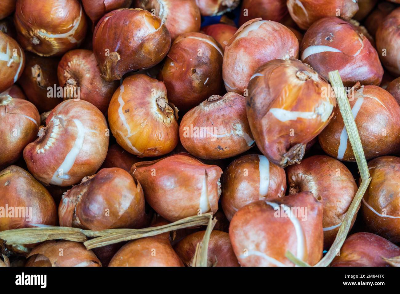 Flower bulbs to plant in spring Stock Photo - Alamy