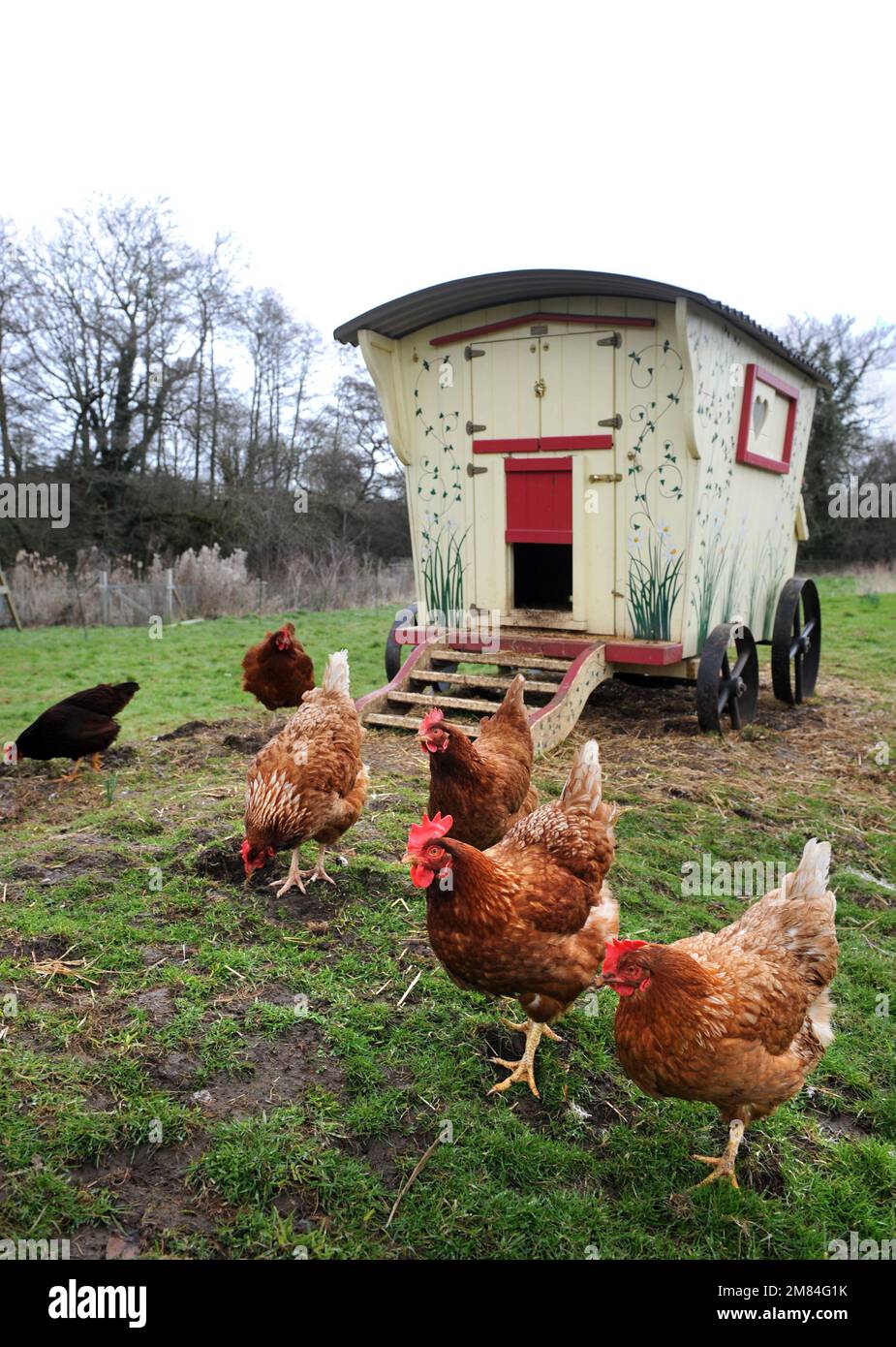 Free range chickens with a gypsy caravan style hen house Stock Photo ...
