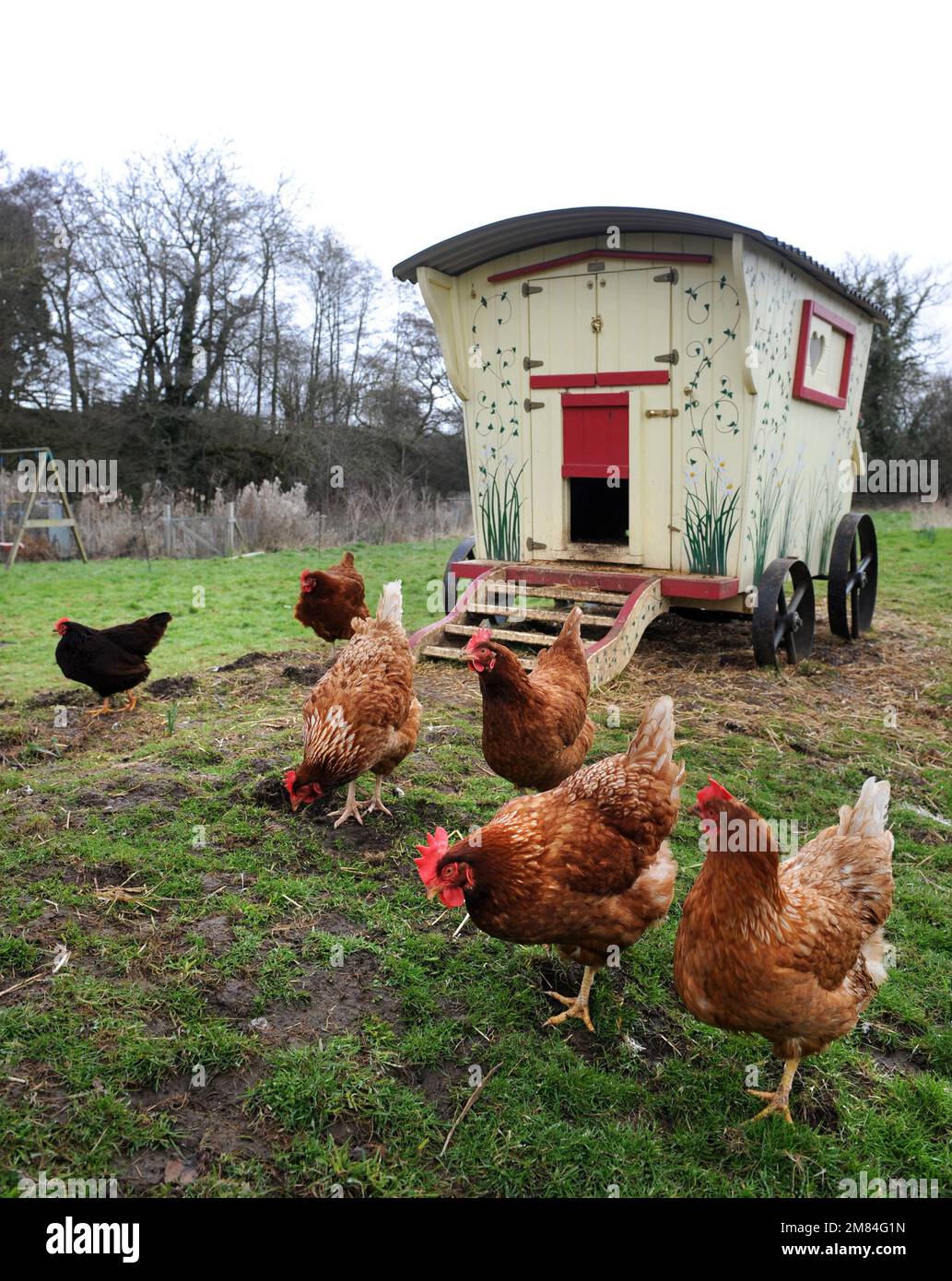 Free range chickens with a gypsy caravan style hen house Stock Photo ...