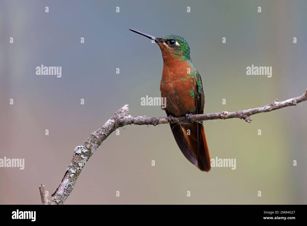 Brazilian Ruby, Sito Macuquinho, Salesopolis, SP, Brazil, August 2022 ...