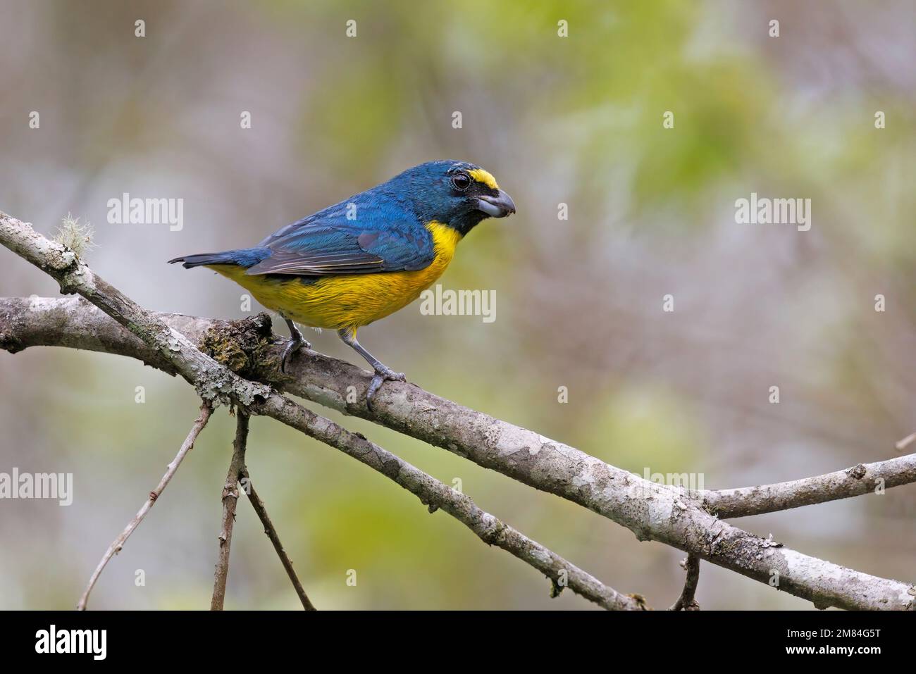 Green throated euphonia hi-res stock photography and images - Alamy