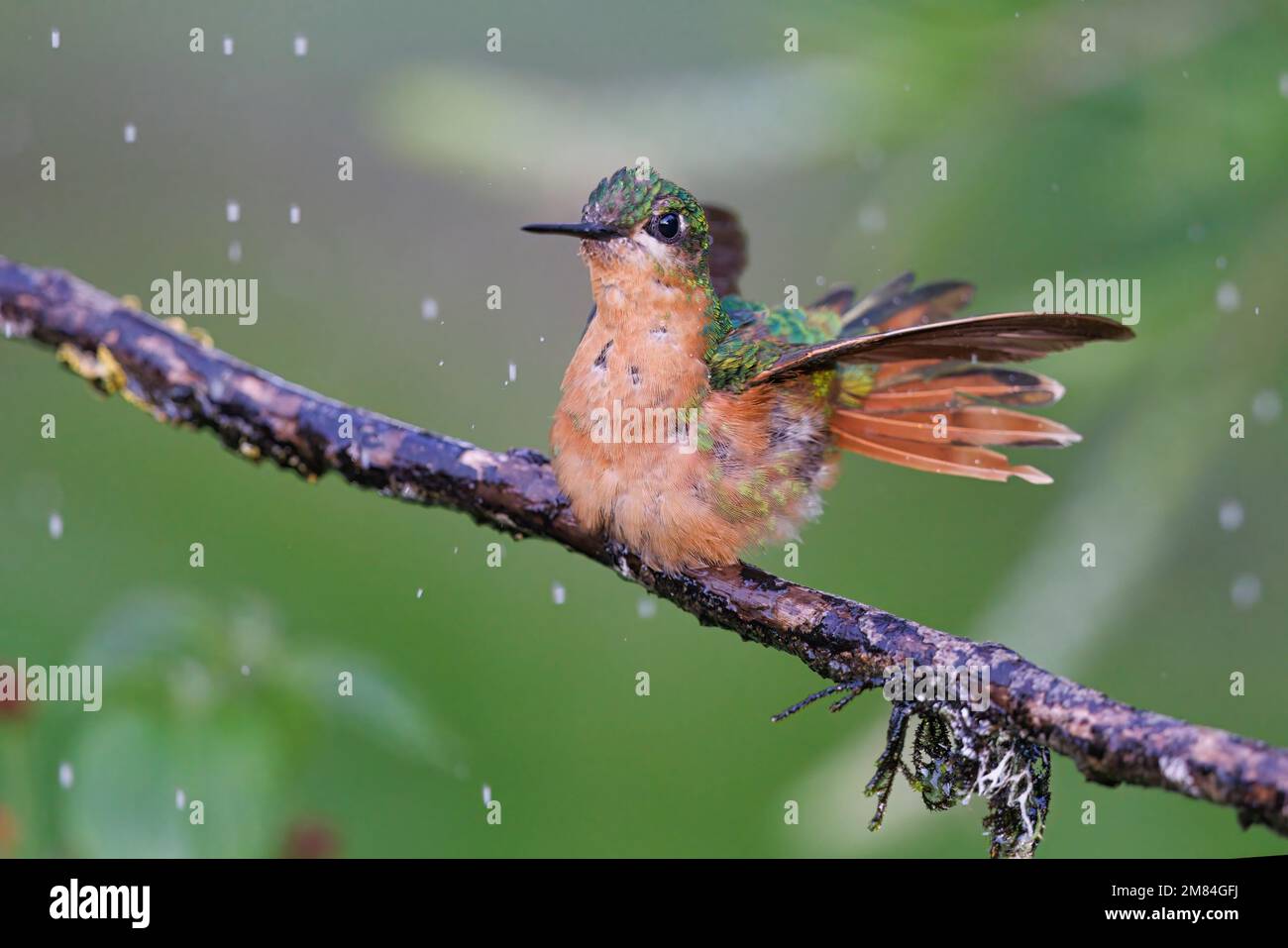 Brazilian Ruby, Sito Macuquinho, Salesopolis, SP, Brazil, August 2022 ...