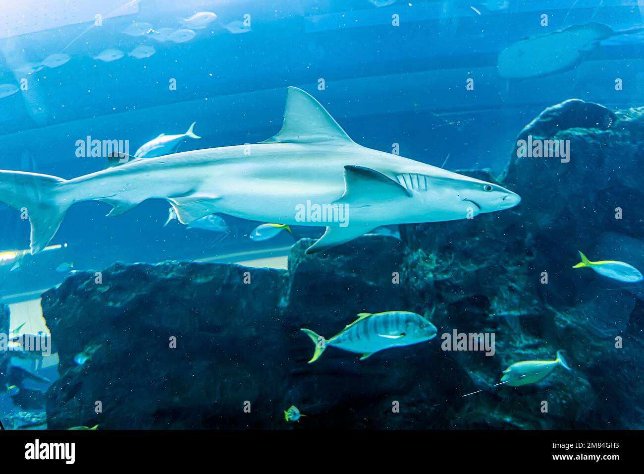 Shark swims in a large aquarium among fish Stock Photo - Alamy