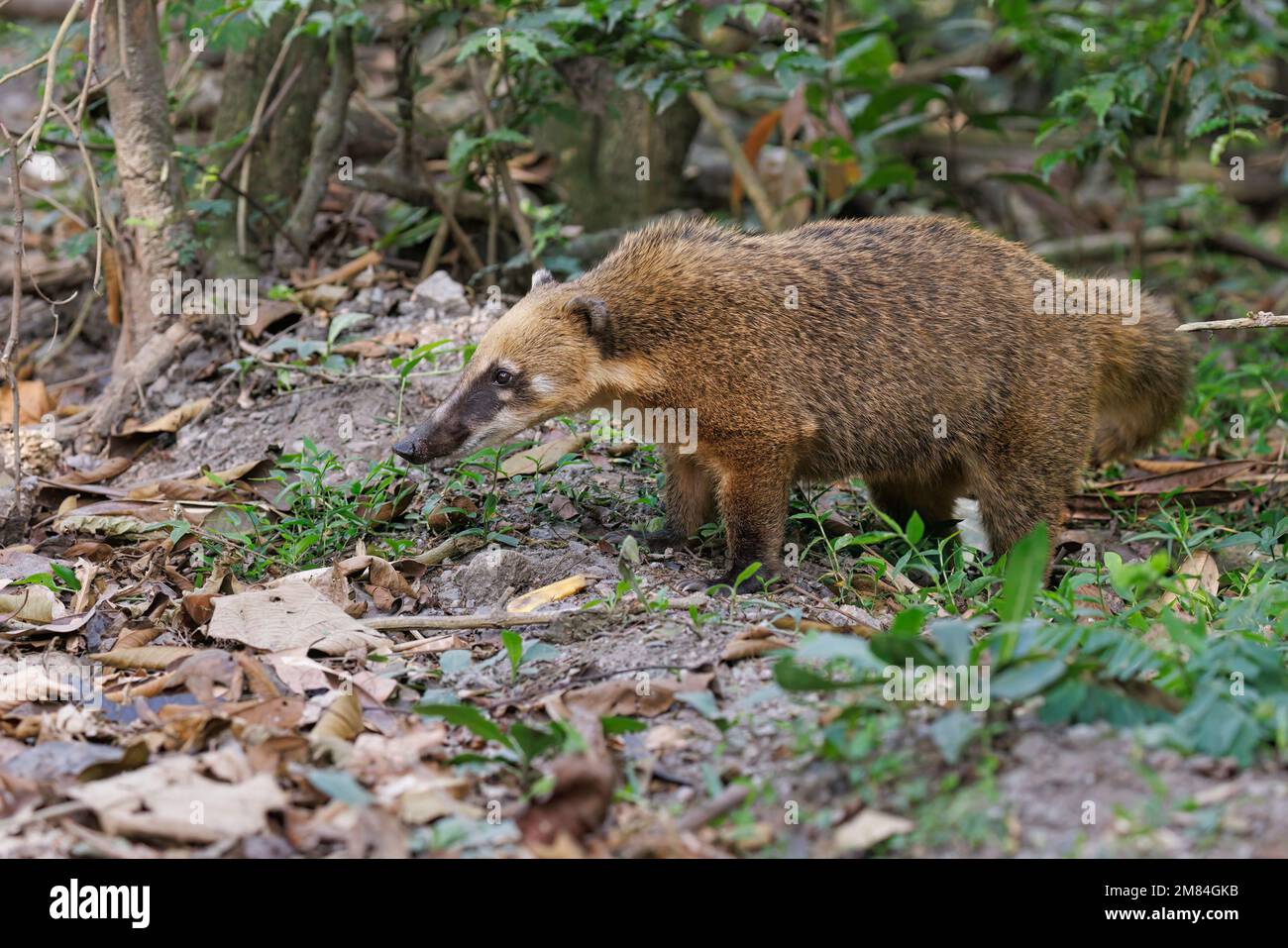Coati, Parque ecologico do Tieté, SP, Brazil, August 2022 Stock Photo ...