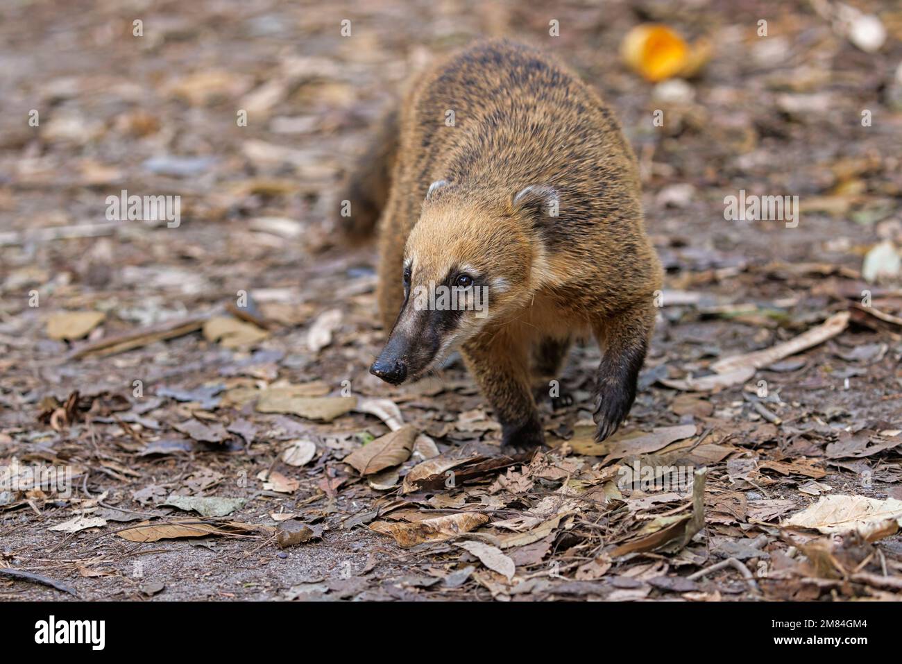 Coati, Parque ecologico do Tieté, SP, Brazil, August 2022 Stock Photo ...